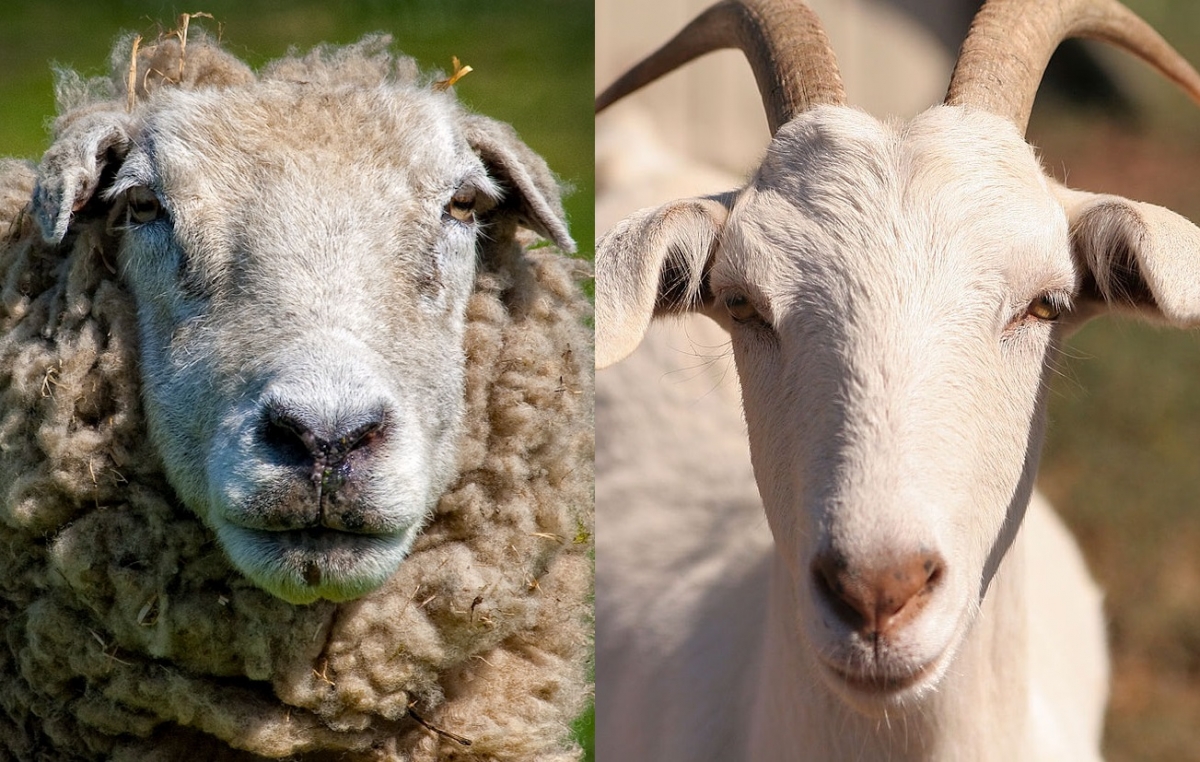 GOATS vs. SHEEP: AN INTELLIGENCE TEST – Richard Bahr
